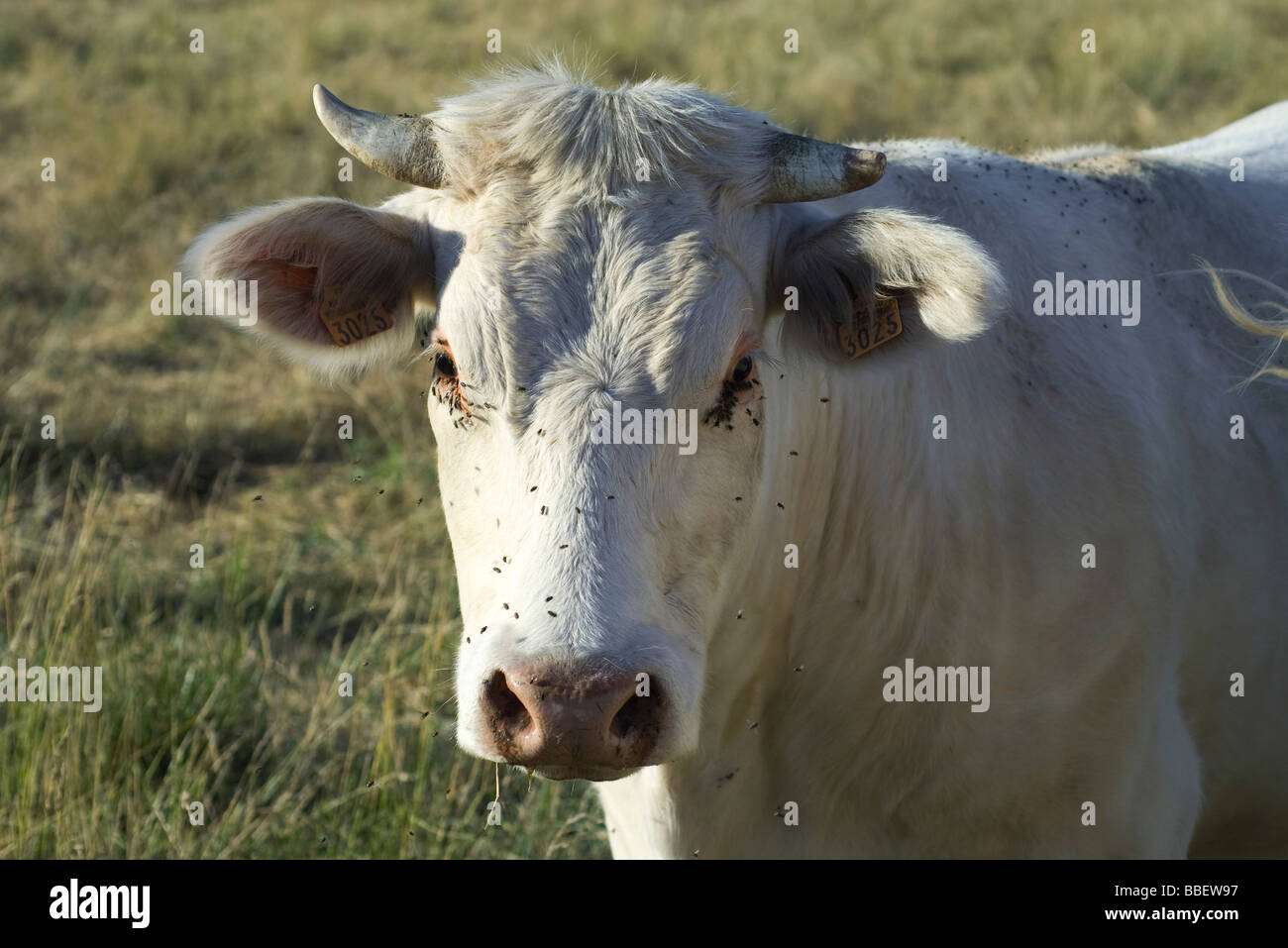 White cow hi-res stock photography and images - Alamy