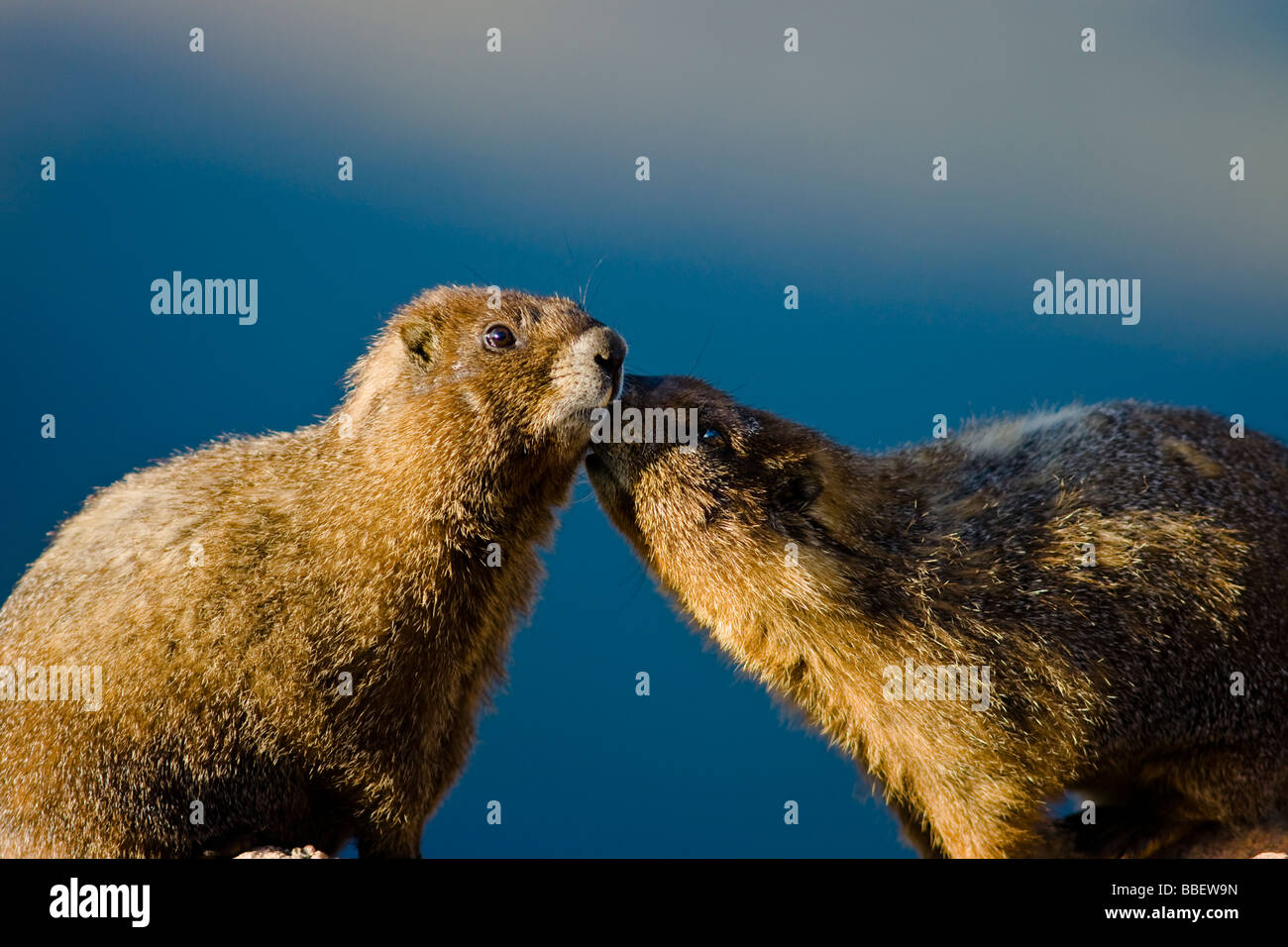 Three marmots hi-res stock photography and images - Alamy