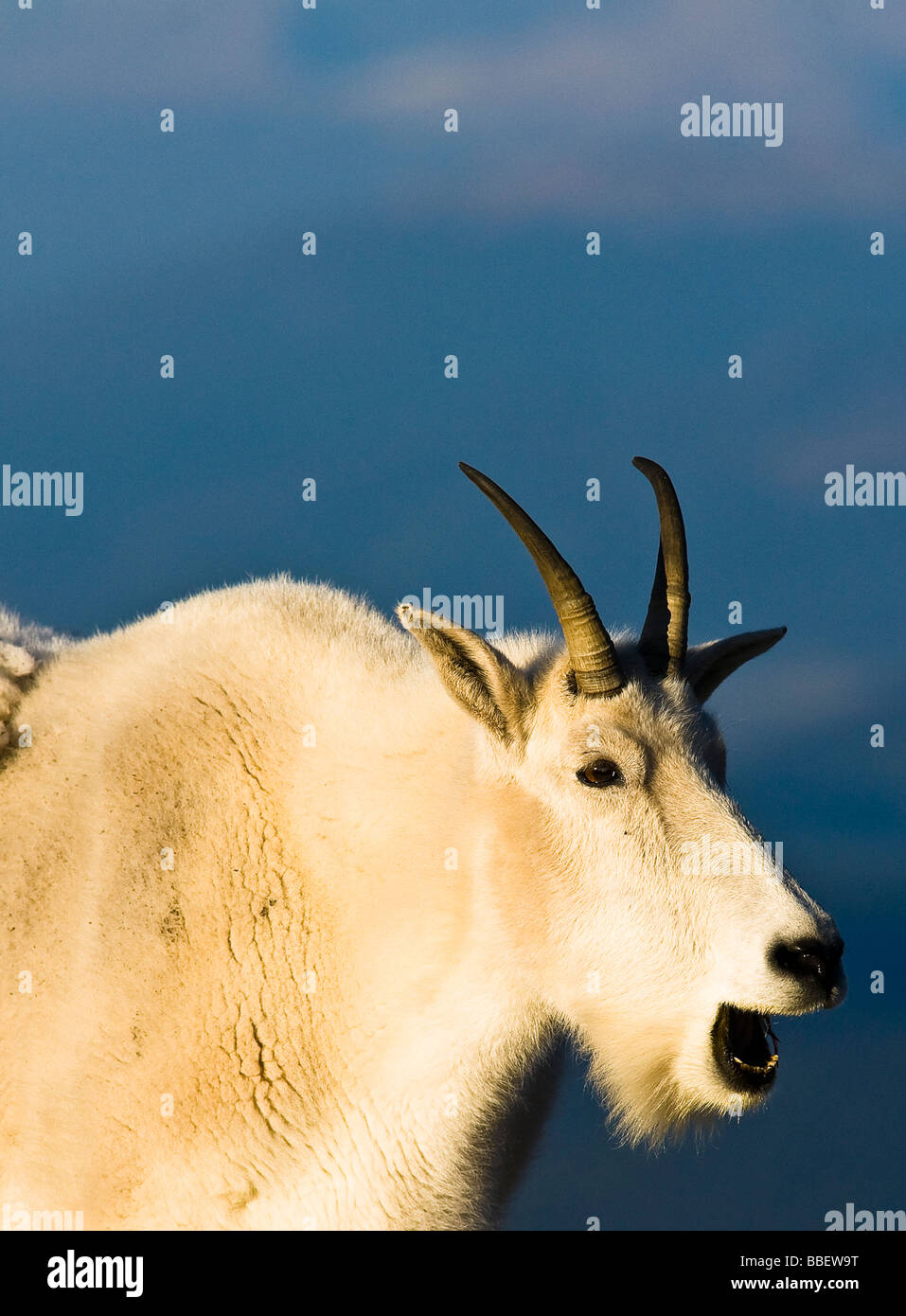 Colorado mountain goat hi-res stock photography and images - Alamy