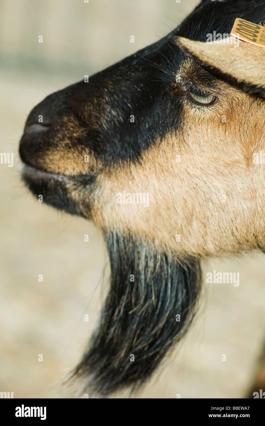 Black goat goatee hi-res stock photography and images - Alamy