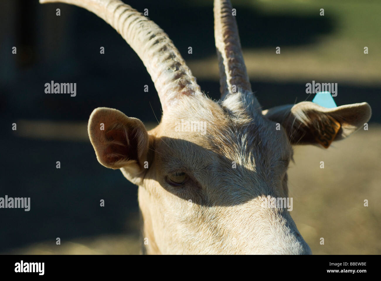Goat with horns, close-up Stock Photo - Alamy