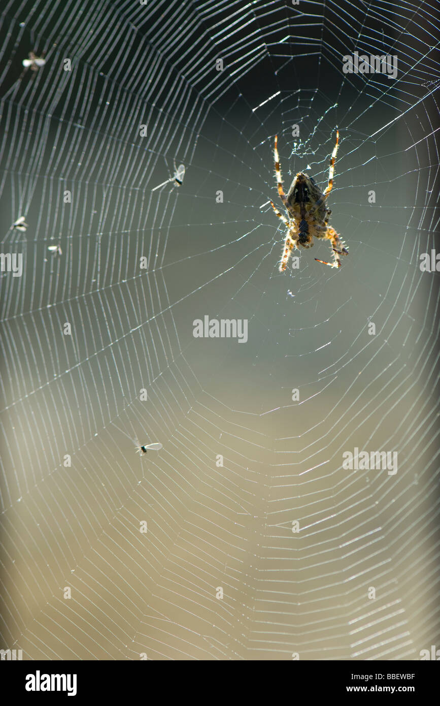 Web without the spider hi-res stock photography and images - Alamy