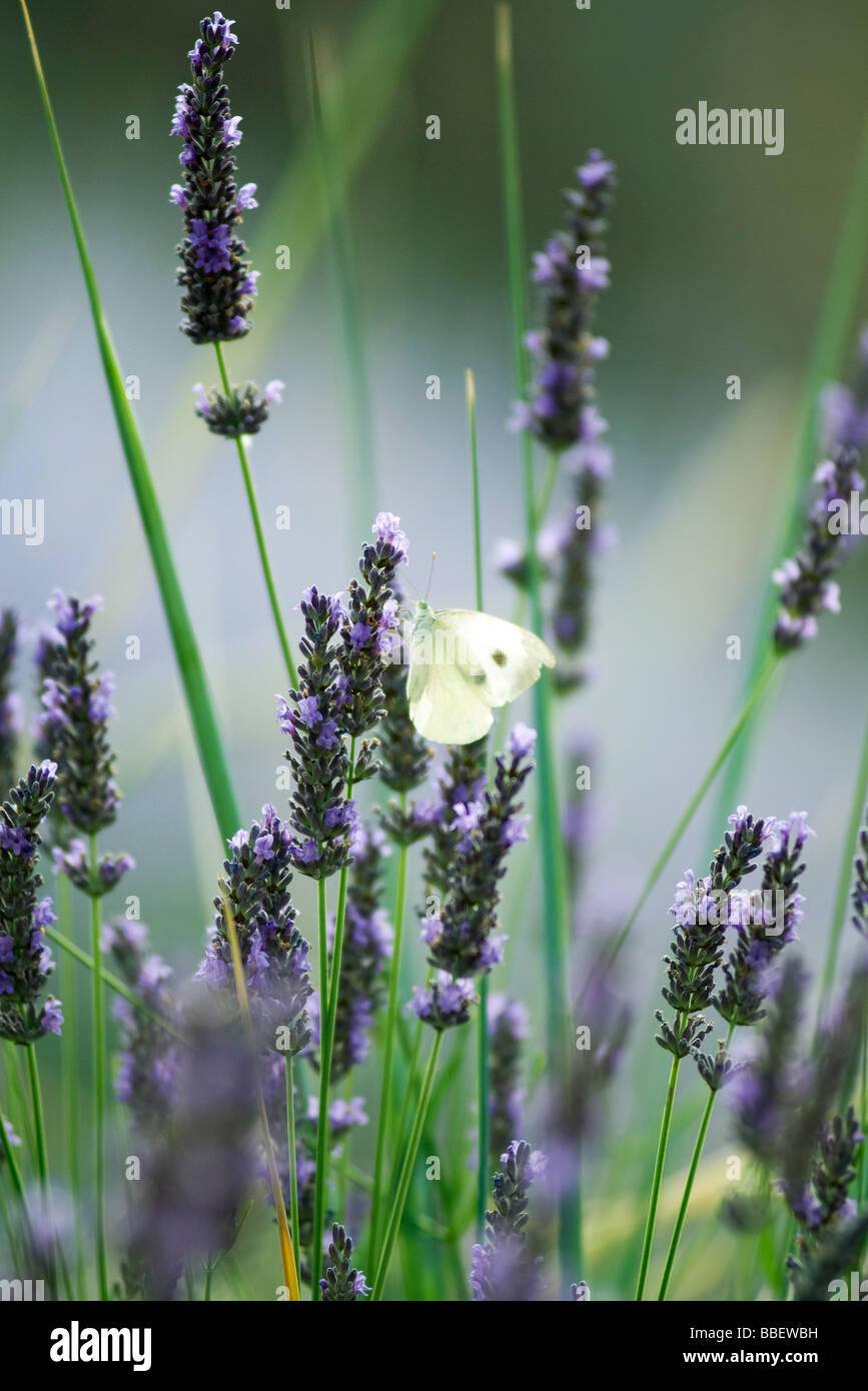 Butterfly on lavender flowers Stock Photo - Alamy