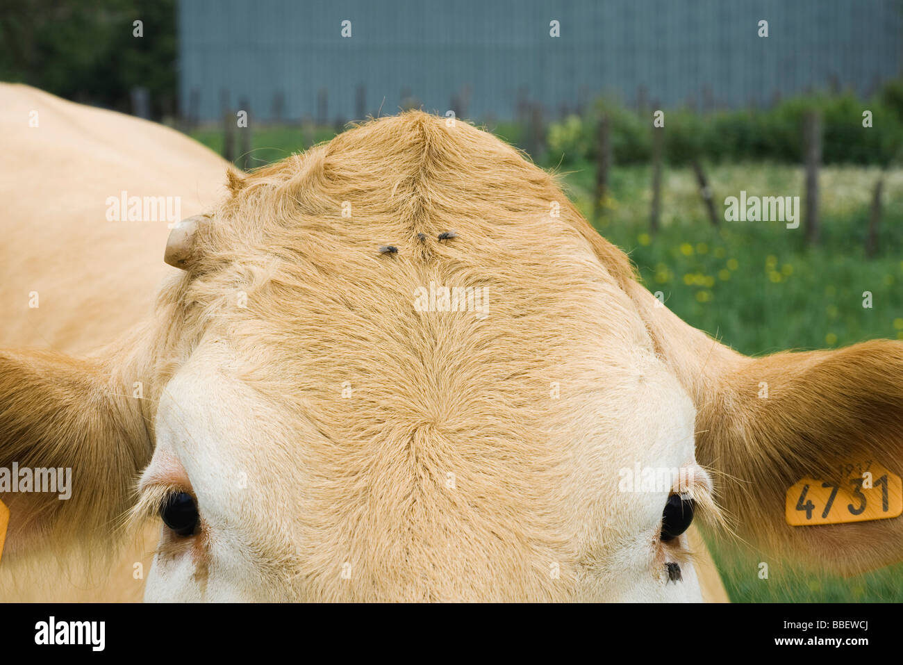 Cow head shot hi-res stock photography and images - Alamy