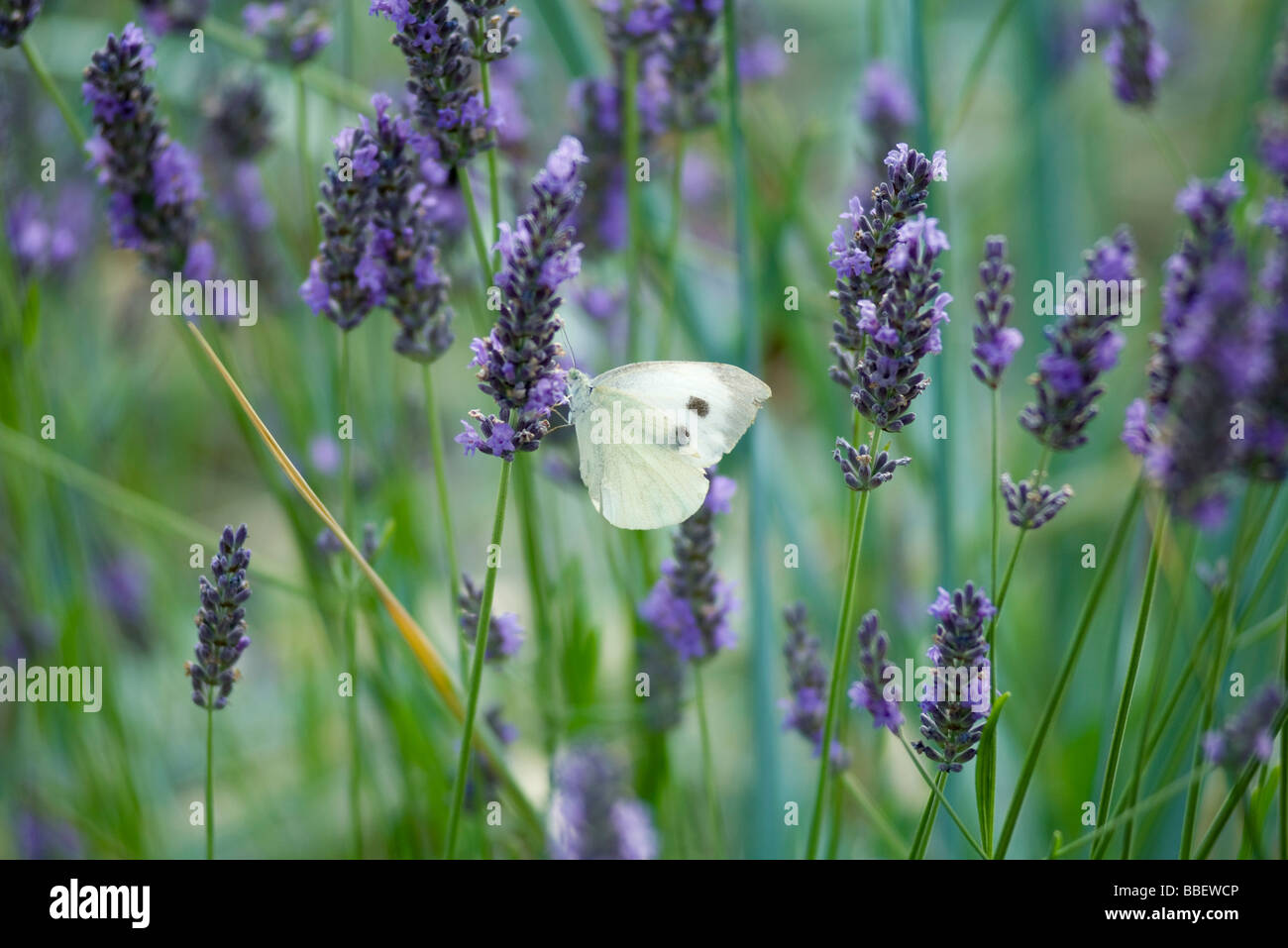 Lavender without flowers hi-res stock photography and images - Alamy