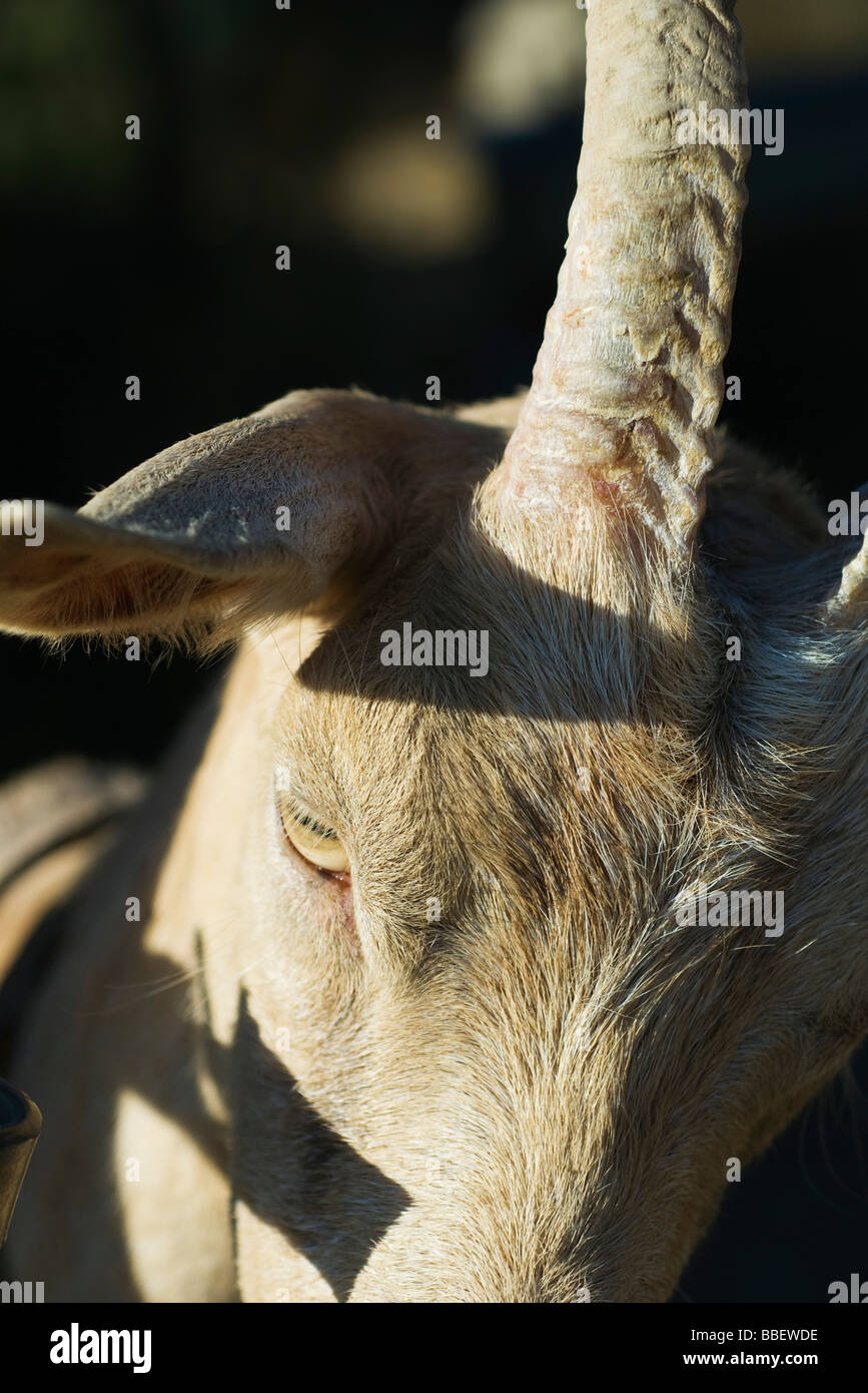 Goat, extreme close-up Stock Photo - Alamy