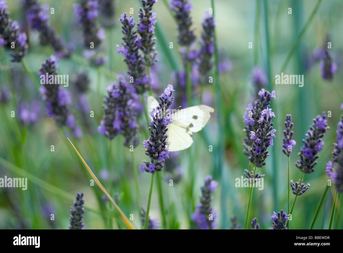 Butterfly resting on lavender Stock Photo - Alamy