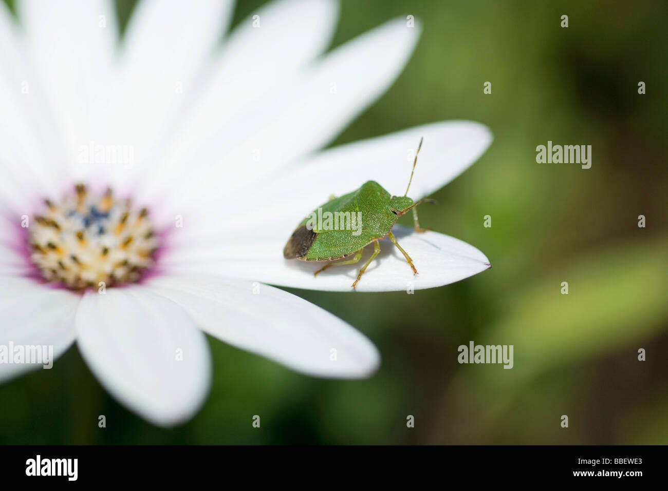 Green stink bug on flower Stock Photo - Alamy