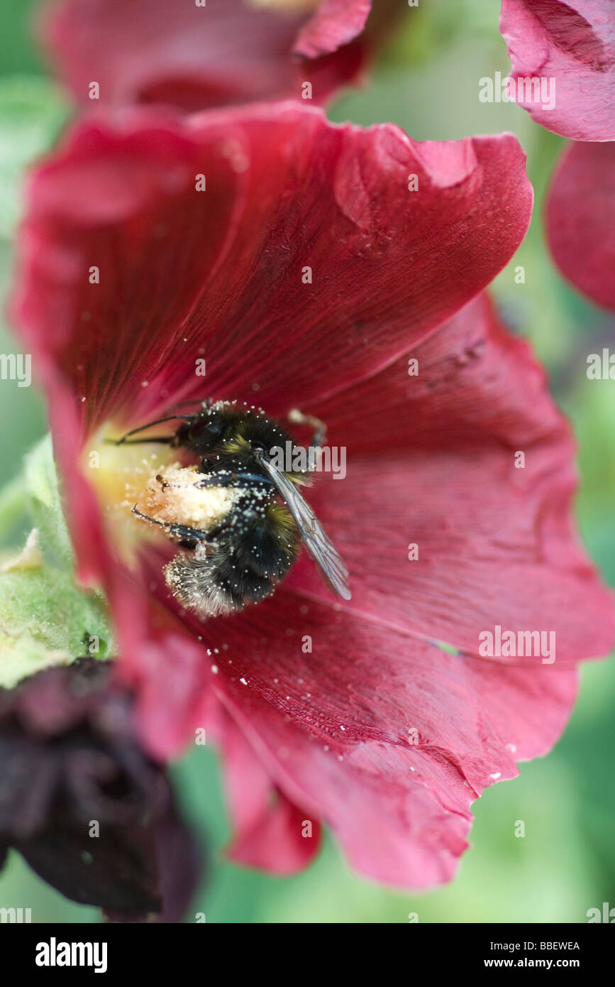 Symbiosis gathering hi-res stock photography and images - Alamy