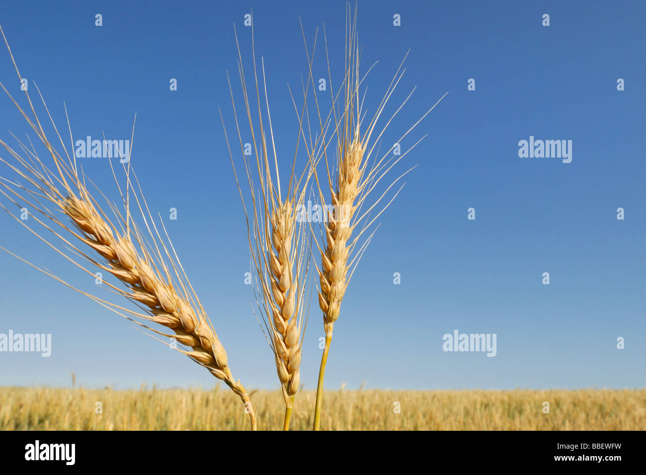 Three stalks of wheat set against a blue sky with a wheat field in the ...