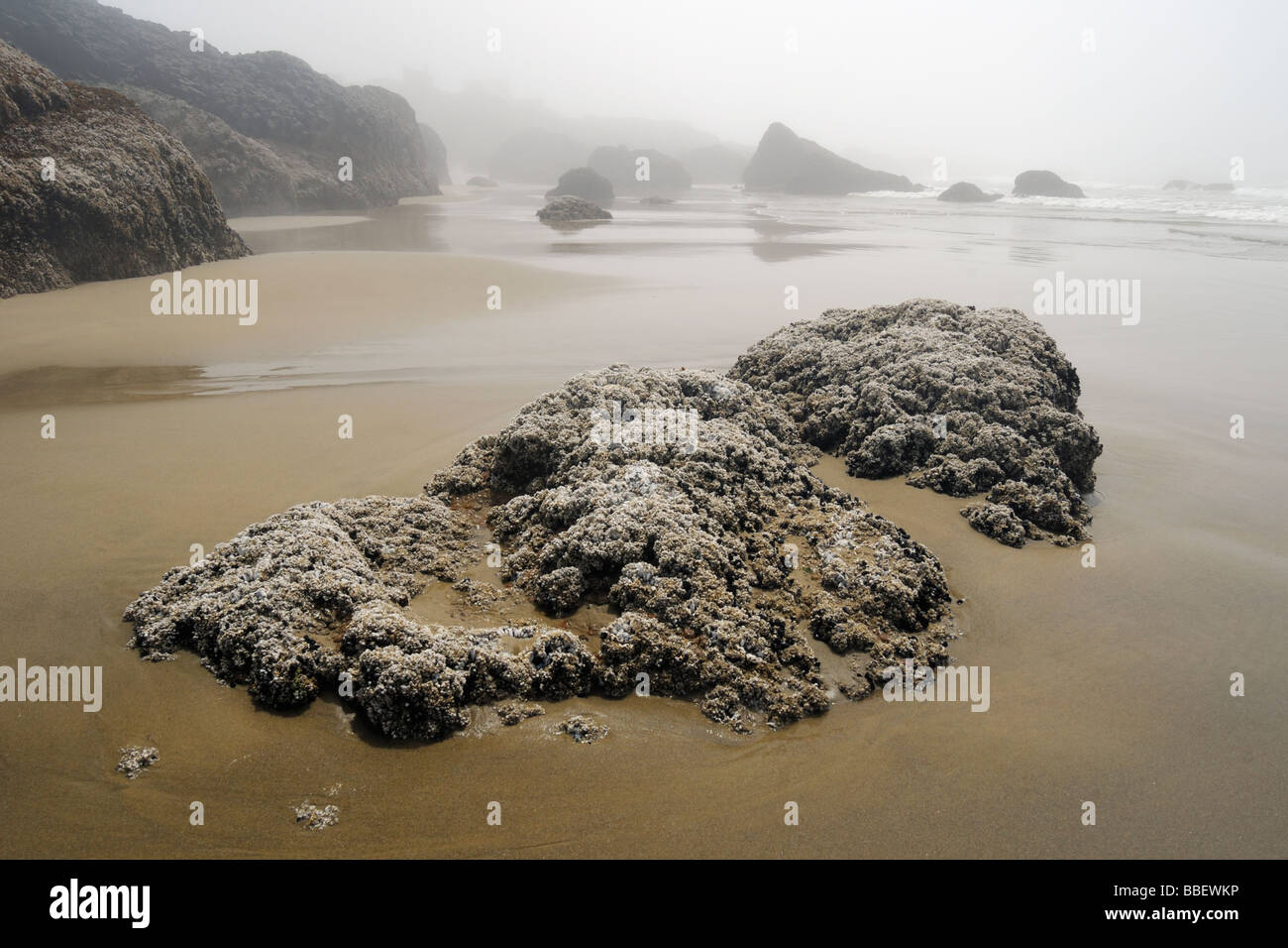 Barnacles beach hi-res stock photography and images - Alamy