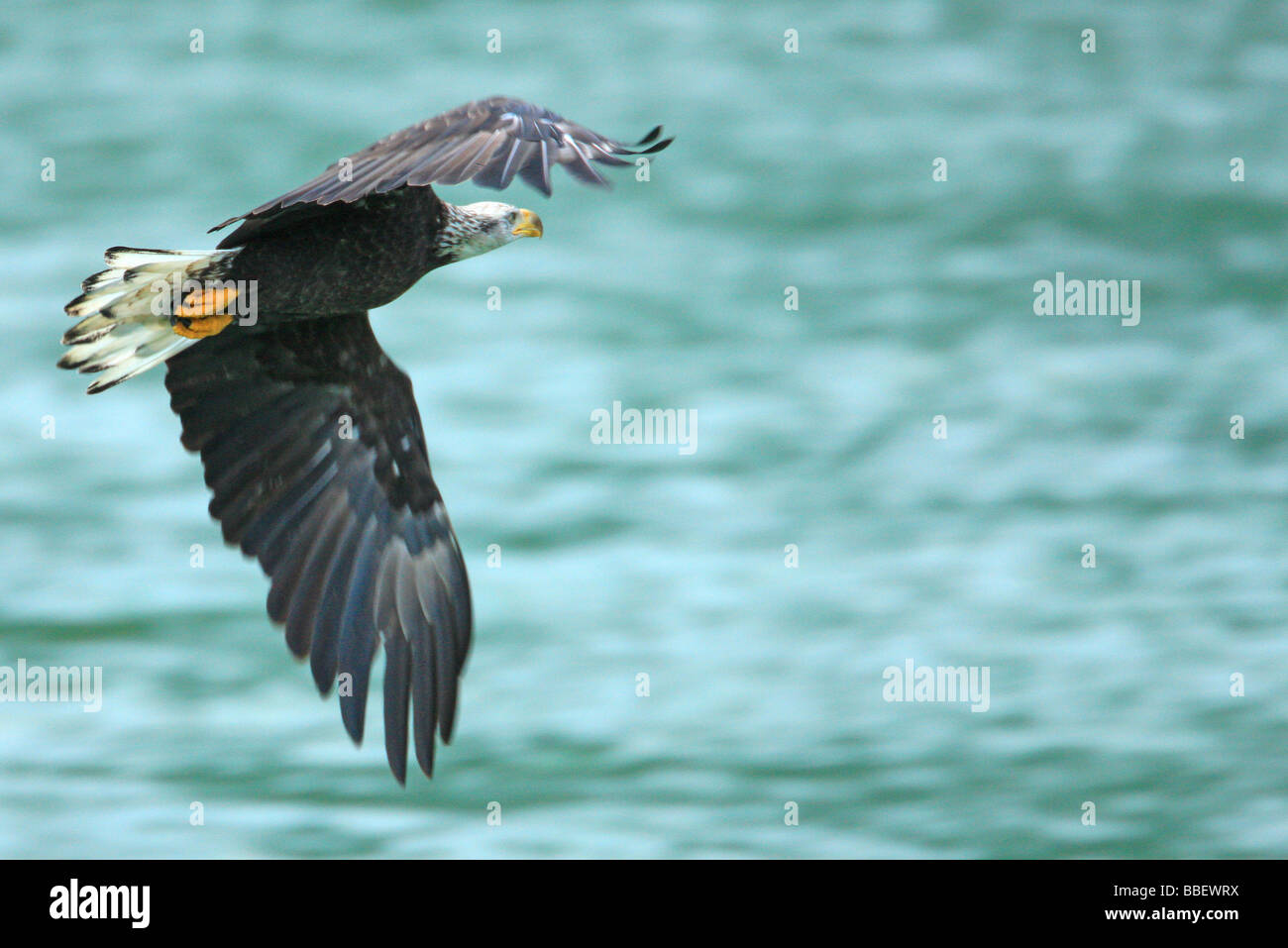 Bald eagle flying over water hi-res stock photography and images - Alamy