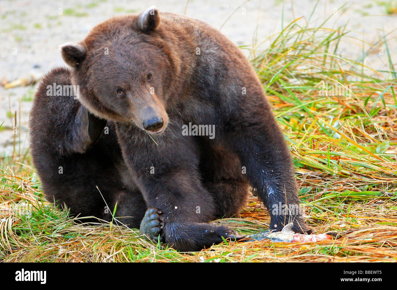 Grizzly bear scratching, Haines, Alaska Stock Photo - Alamy