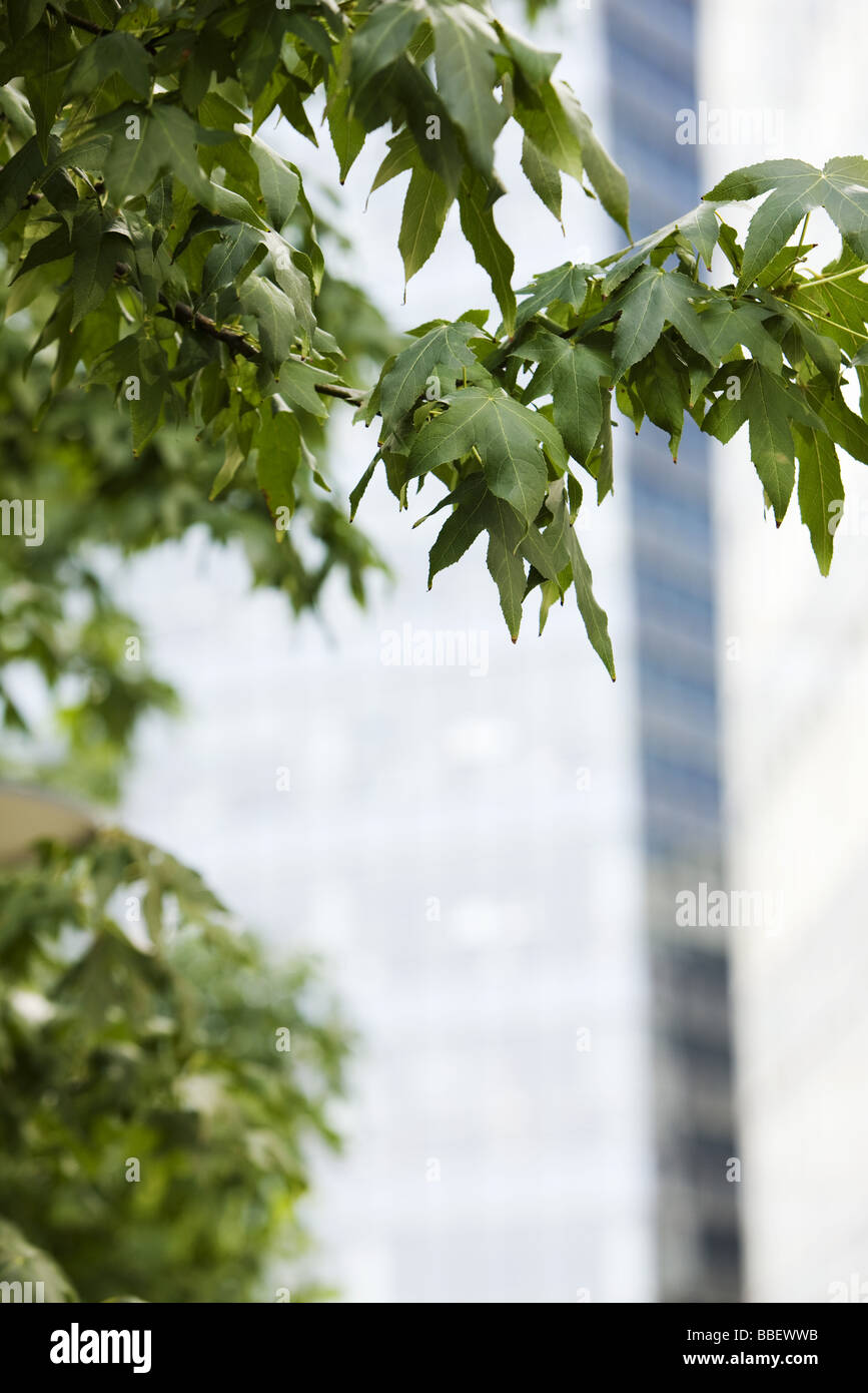 Leaves of maple tree, high rise building in background Stock Photo - Alamy