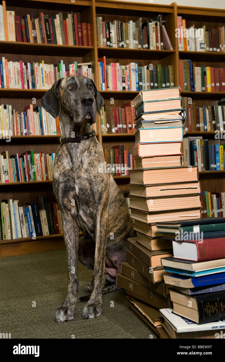 Great dane hi-res stock photography and images - Alamy