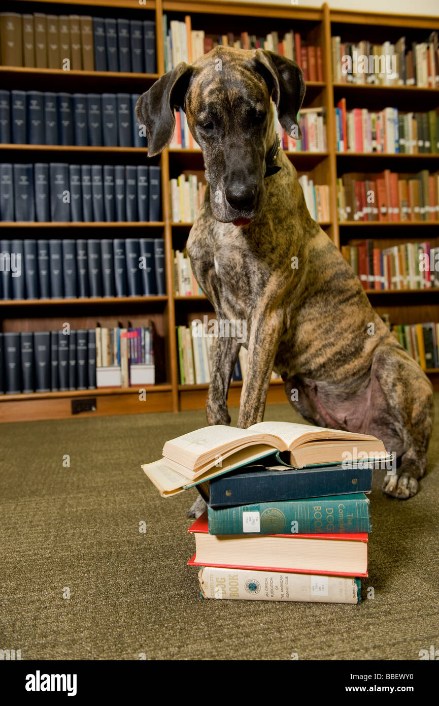Great Dane looking at an open book Stock Photo - Alamy