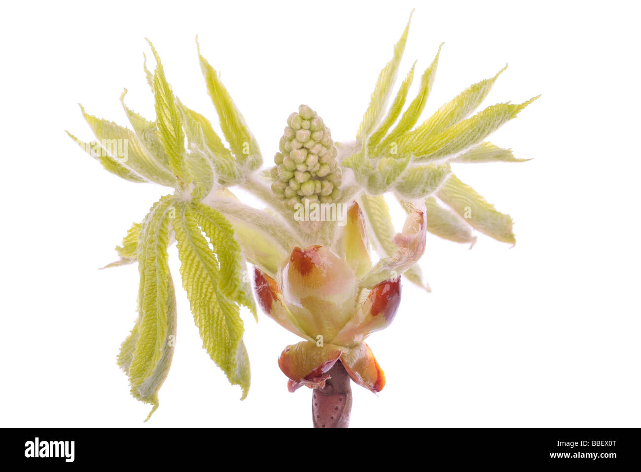 Spring tree branch with buds Stock Photo - Alamy