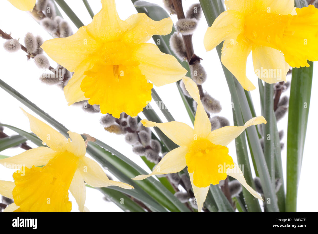 Spring flowers and willow stems over white background Stock Photo - Alamy