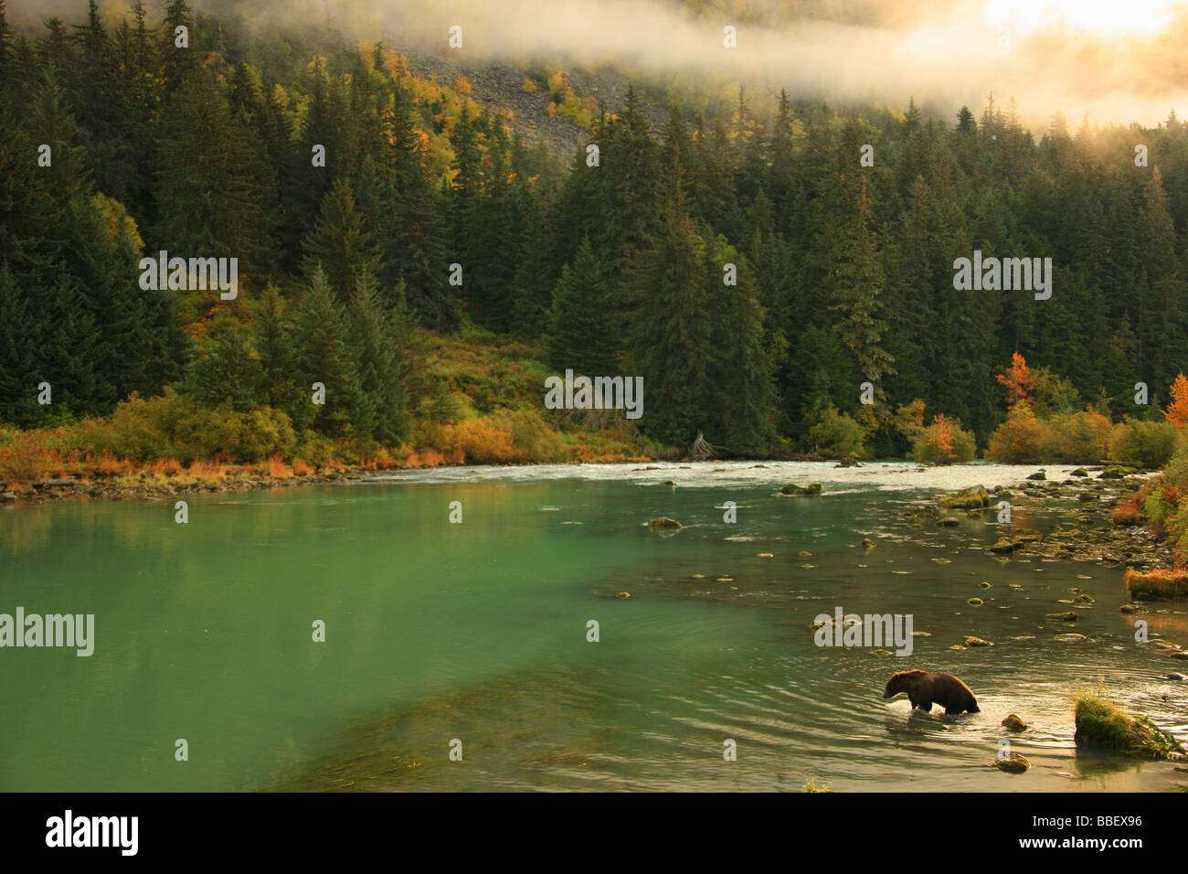 Grizzly Bear fishing in Chilkoot River, Haines, Alaska Stock Photo - Alamy