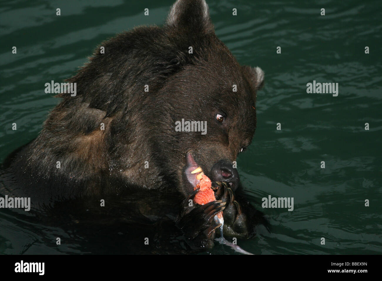 Bear eating fish hi-res stock photography and images - Alamy