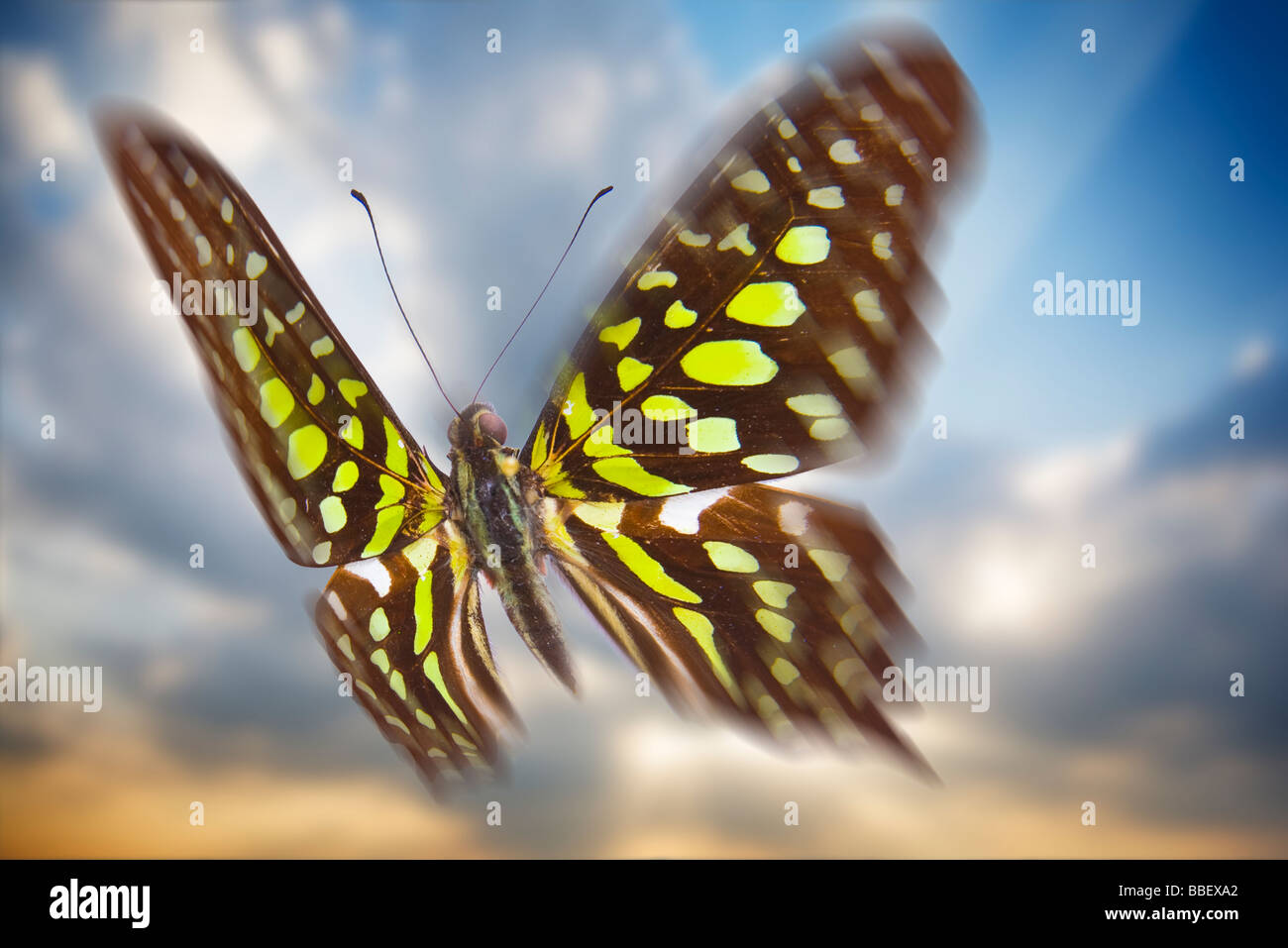 Butterfly flying motion hi-res stock photography and images - Alamy