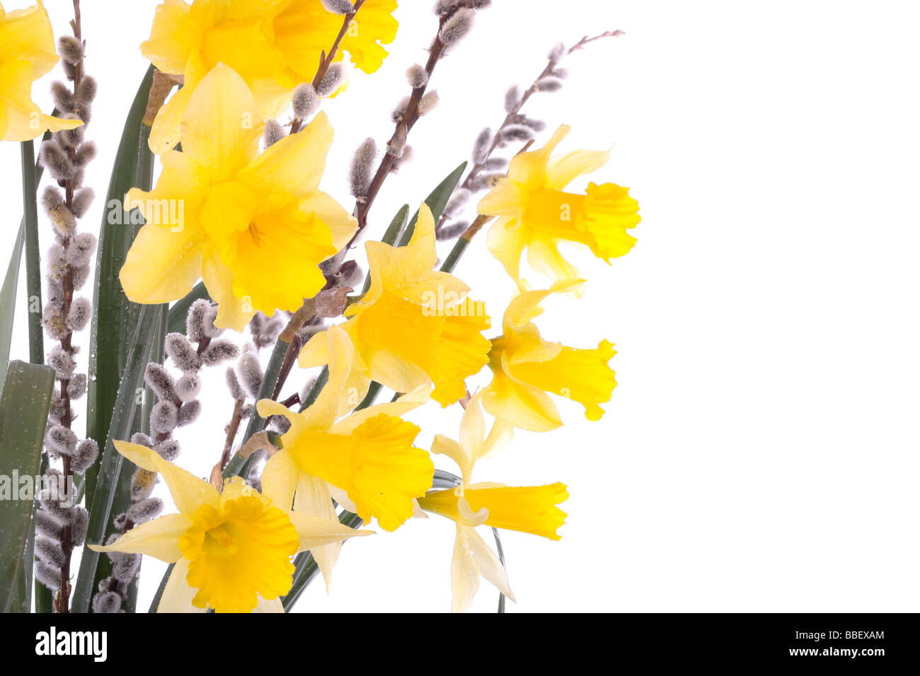 Spring flowers and willow stems over white background Stock Photo - Alamy
