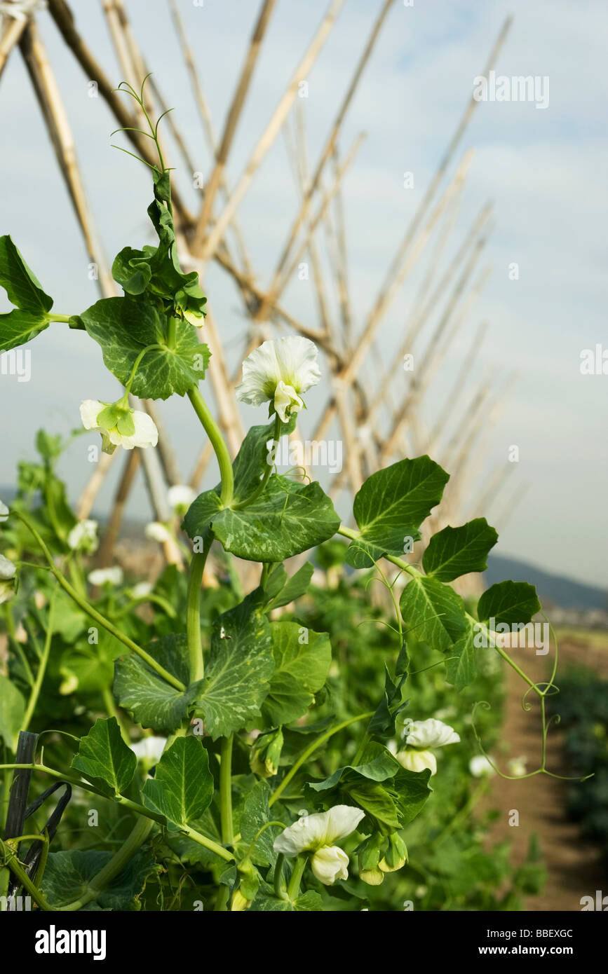 Flowering baby pea vines growing on trellis in field, close-up Stock ...