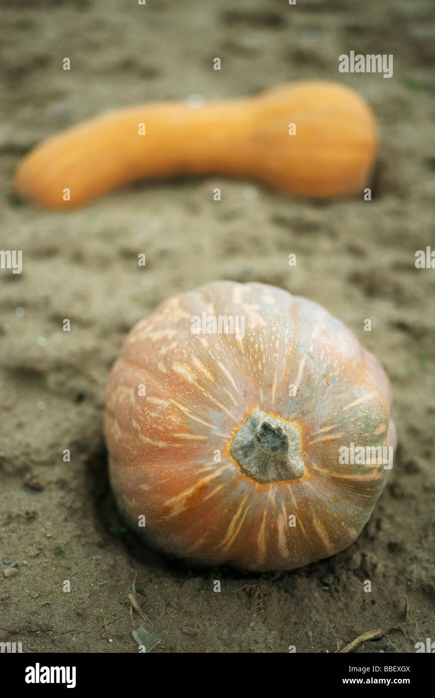 Squash on the ground hi-res stock photography and images - Alamy