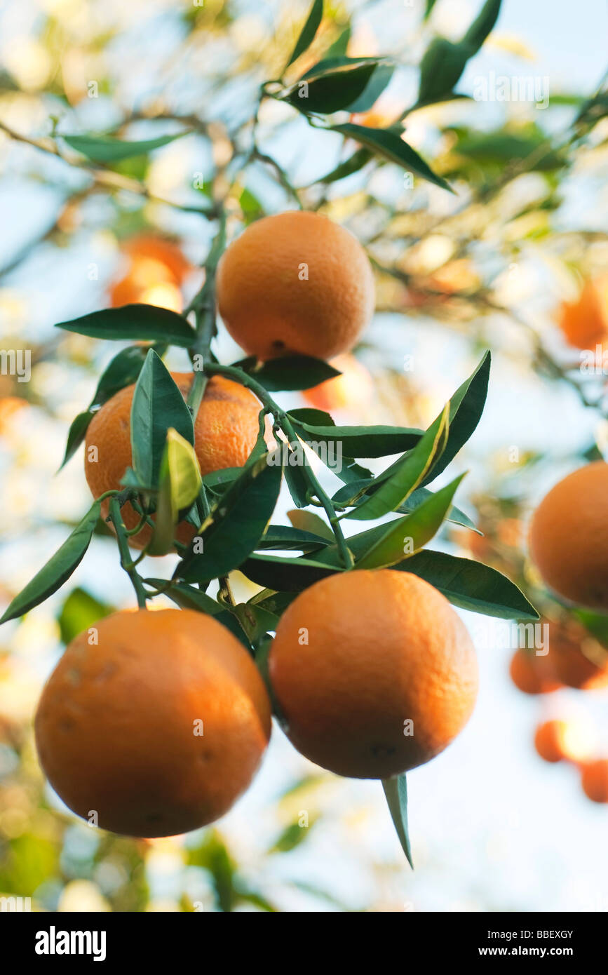 Orange tree heavy with ripening fruit Stock Photo - Alamy