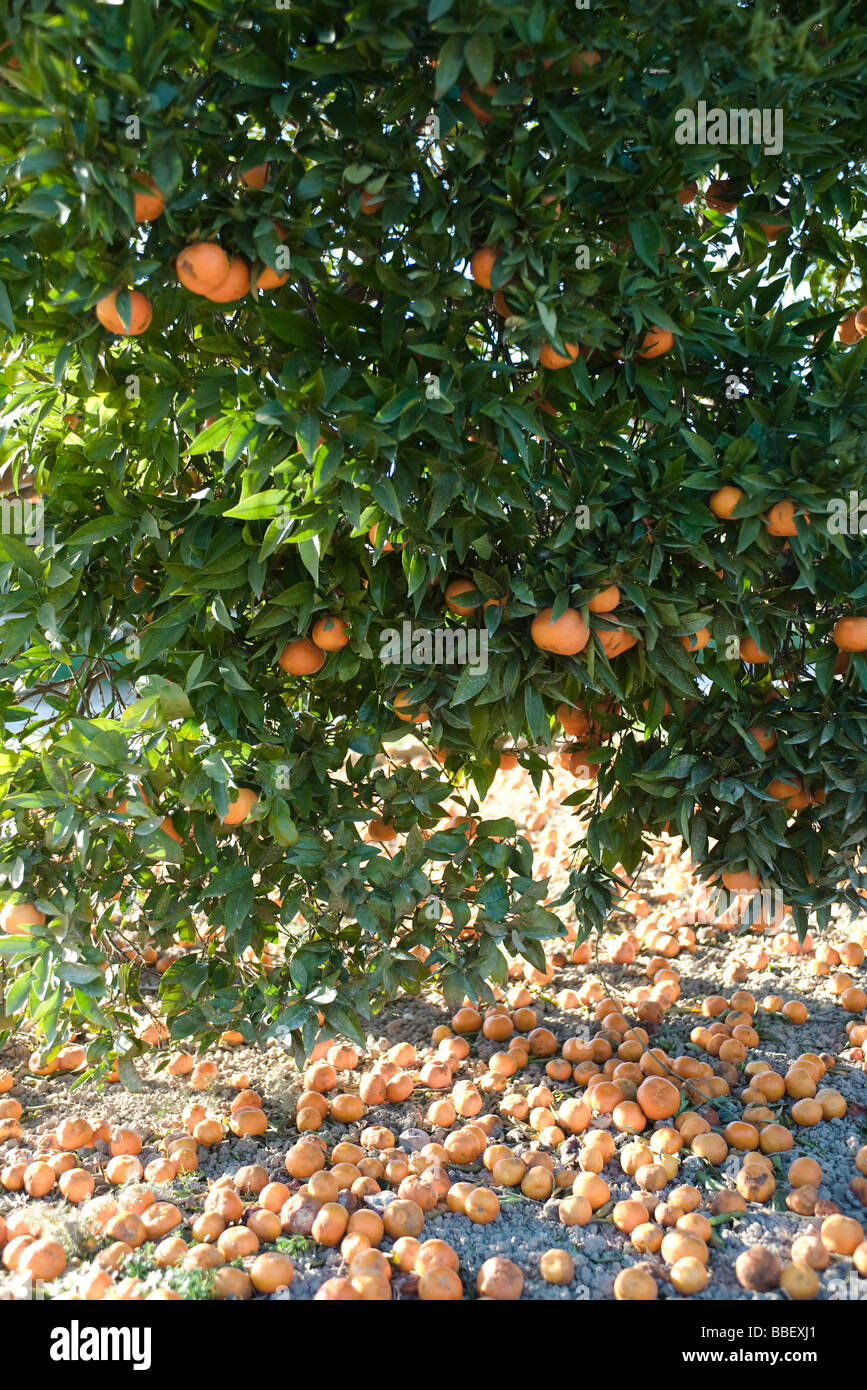 Orange tree heavy with fruit surrounded by fallen rotting fruit on ...