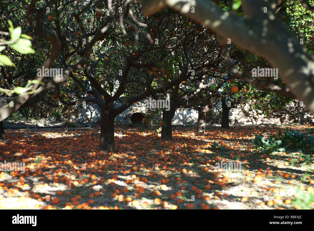 Orange tree heavy with fruit surrounded by fallen rotting fruit on ...