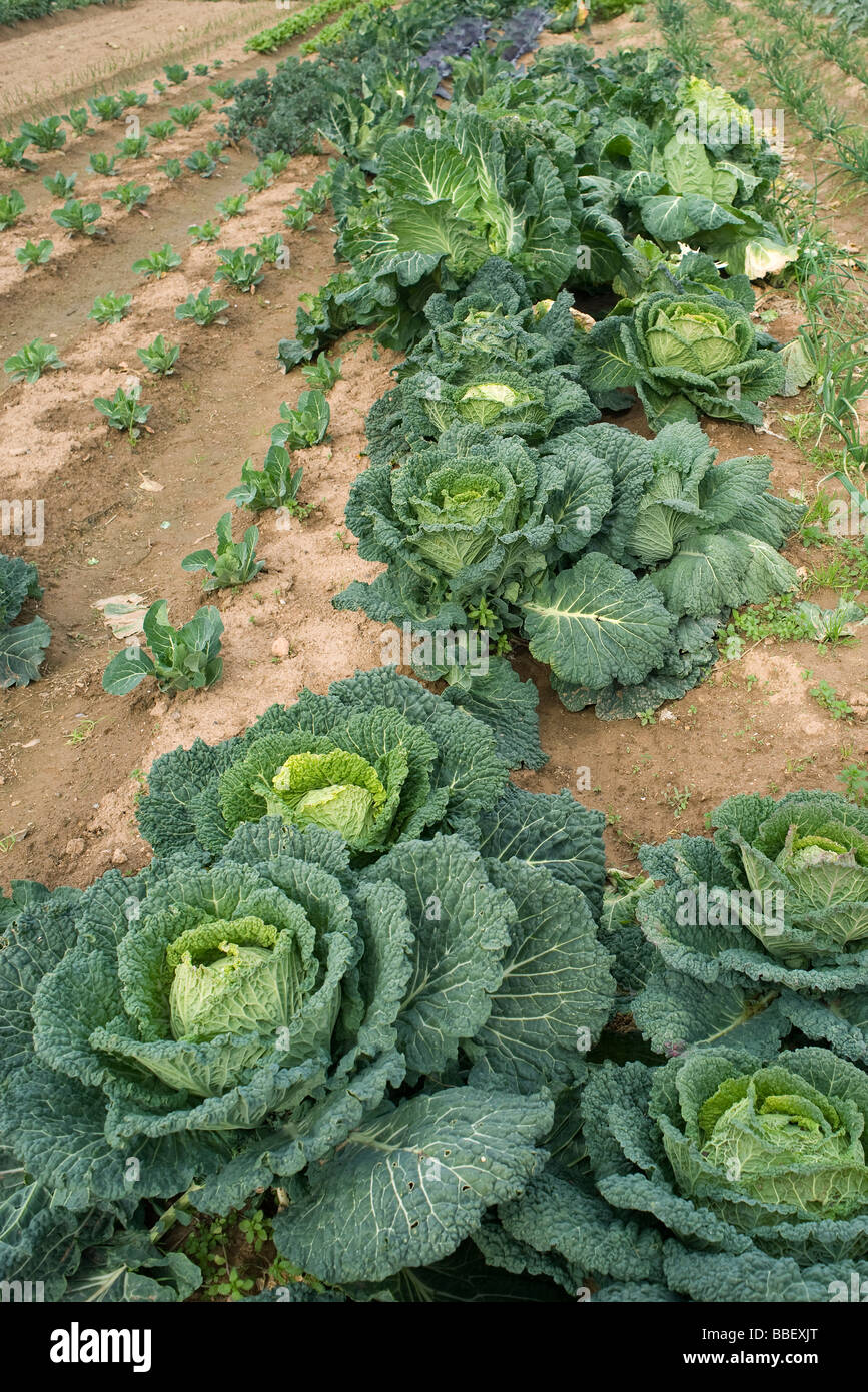 Cabbage growing in vegetable garden Stock Photo - Alamy