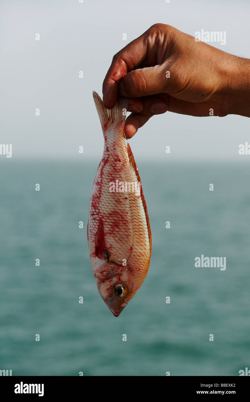 Hand fish hi-res stock photography and images - Alamy