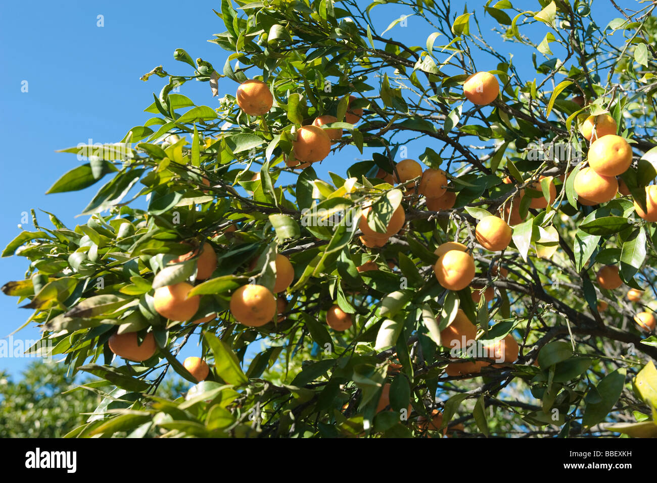 Tree heavy fruit people hi-res stock photography and images - Alamy