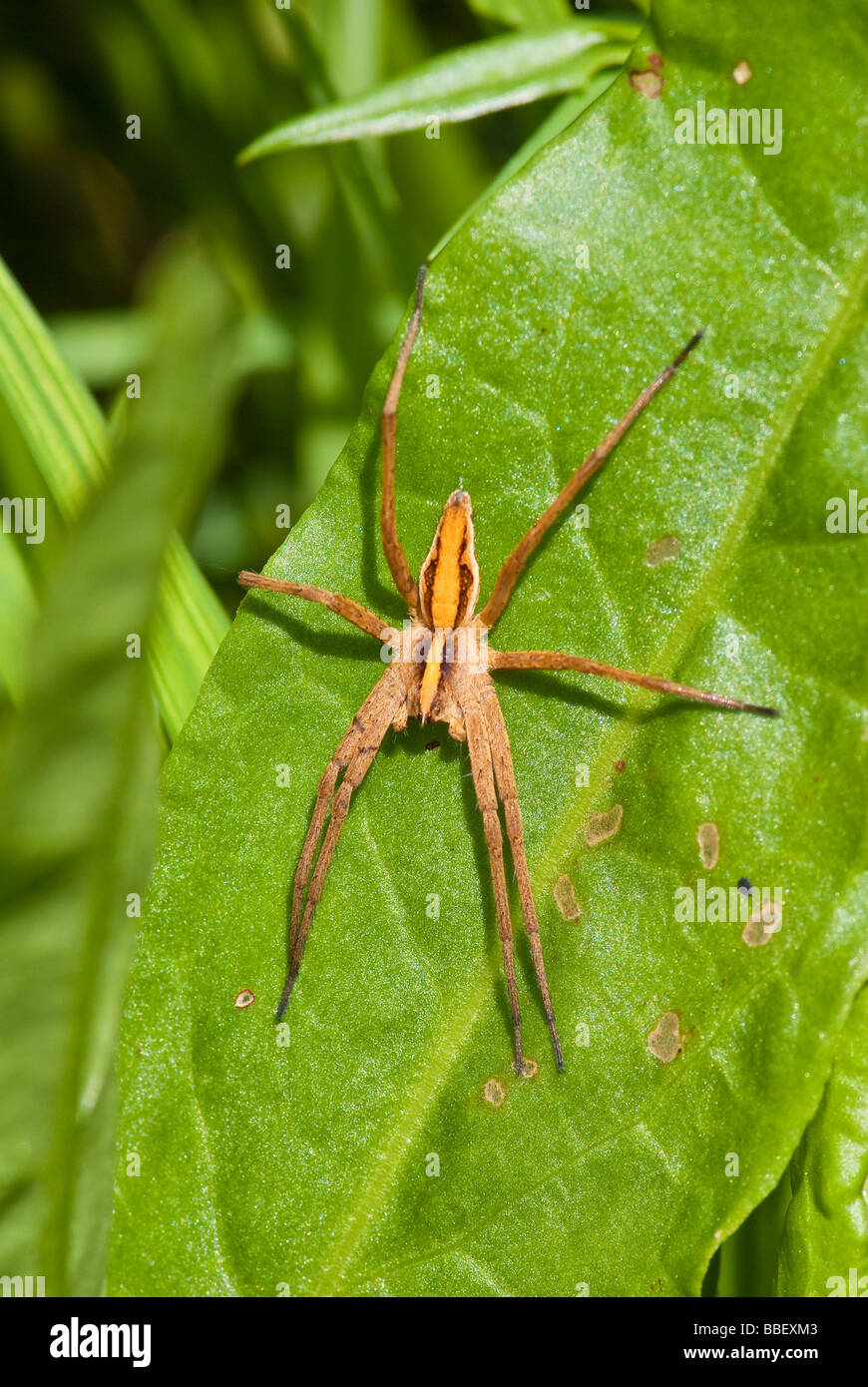 Nursery web spider (Pisaura mirabilis Stock Photo - Alamy