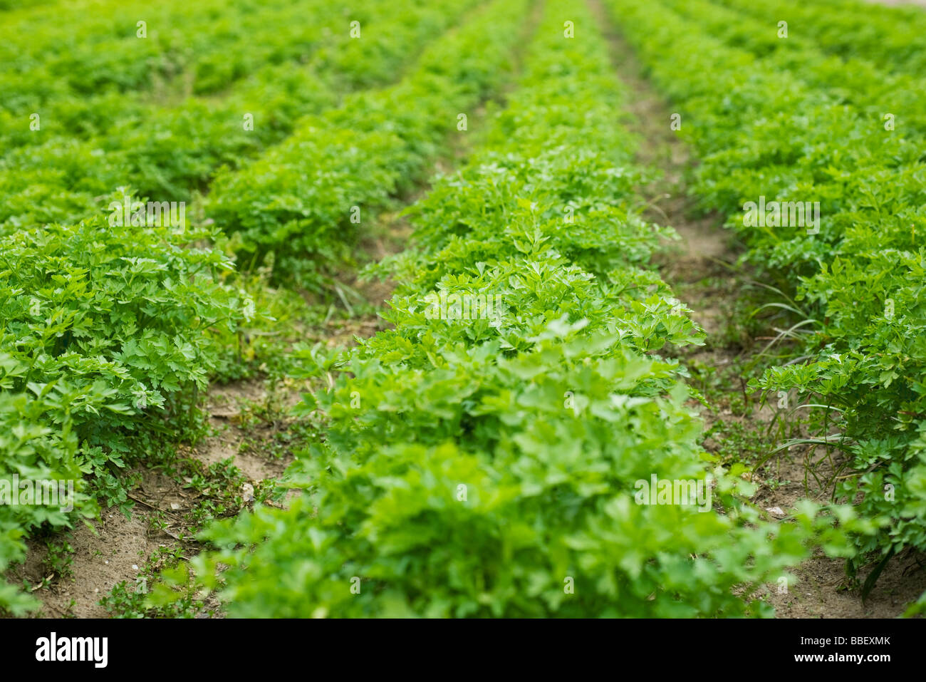 Flat leaf parsley hi-res stock photography and images - Alamy
