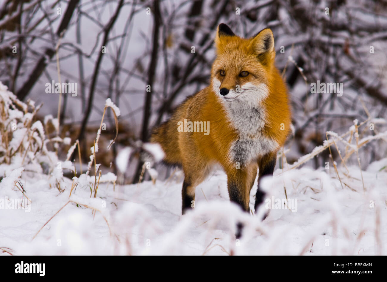 Red fox snow hi-res stock photography and images - Alamy
