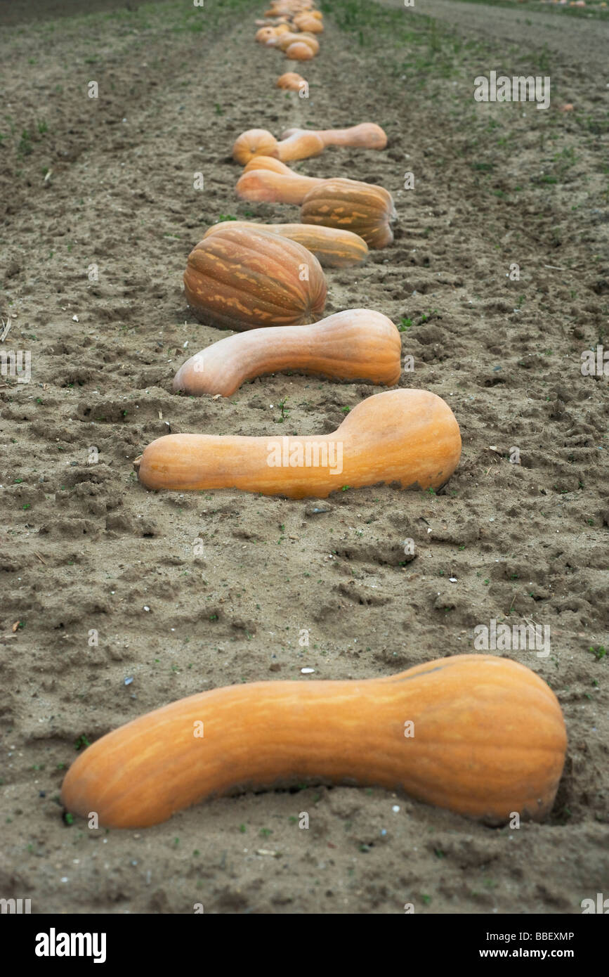 Squash lying on ground in field waiting to be harvested Stock Photo - Alamy