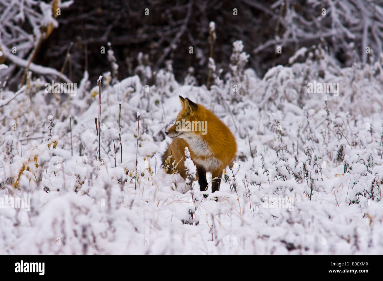 Red fox snow hi-res stock photography and images - Alamy
