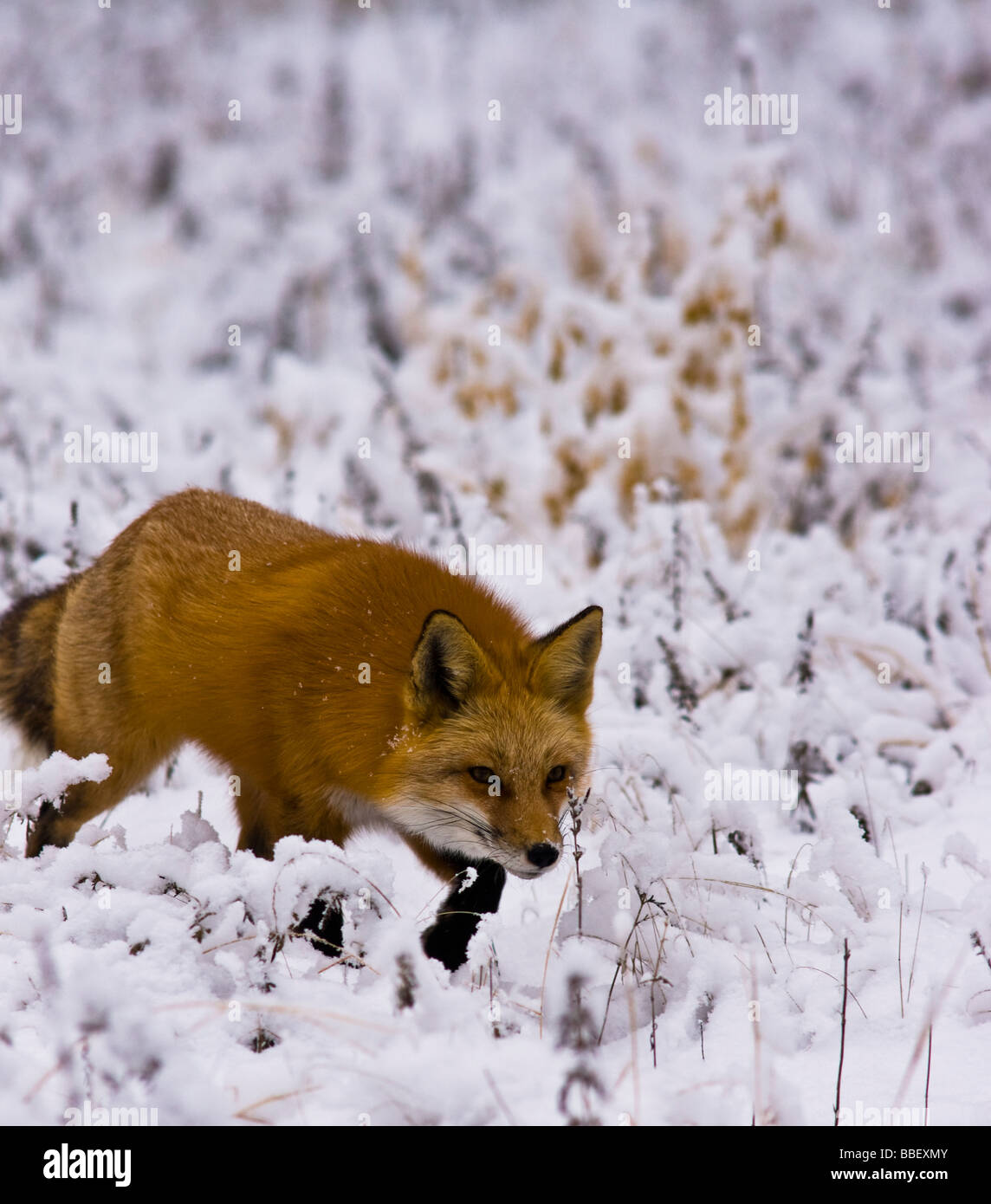 Red fox hunting hi-res stock photography and images - Alamy