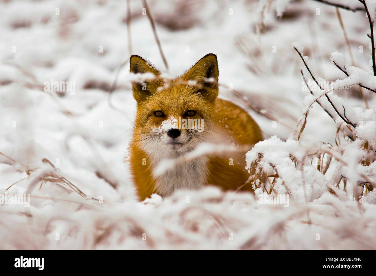 Red fox peeking through a snowy brush Stock Photo - Alamy