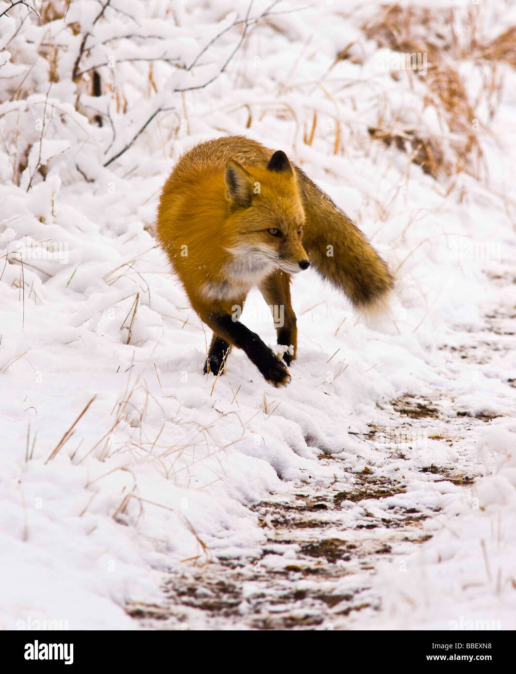 Fox hunting hi-res stock photography and images - Alamy
