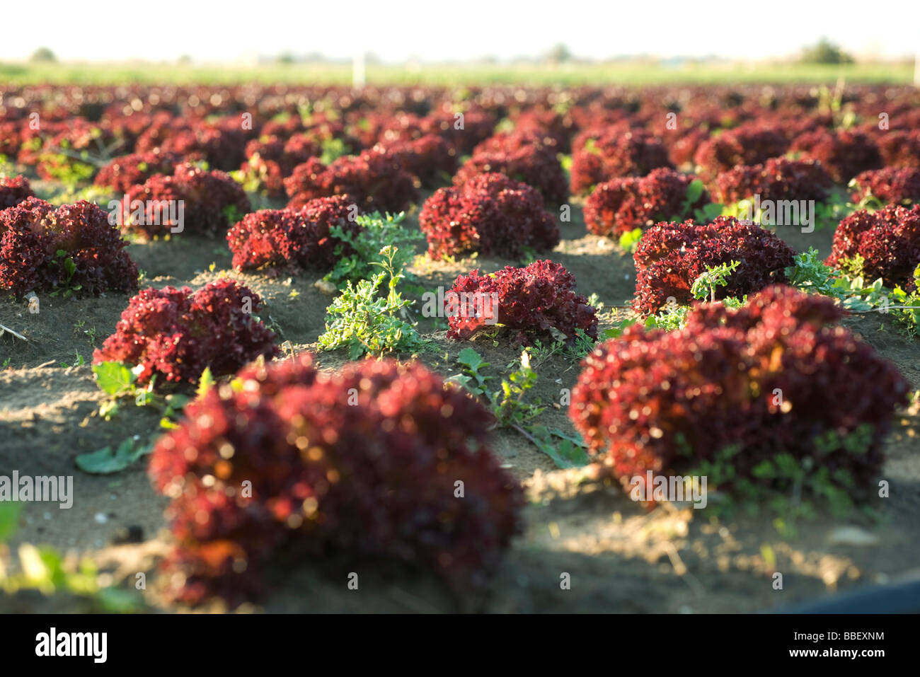 Lettuce weed hi-res stock photography and images - Alamy