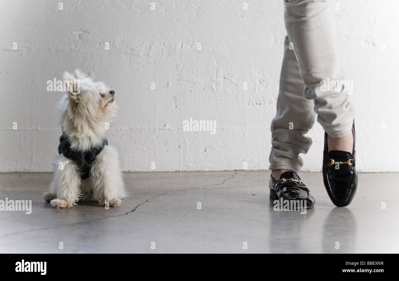 Tiny white dog looking up at a person Stock Photo - Alamy