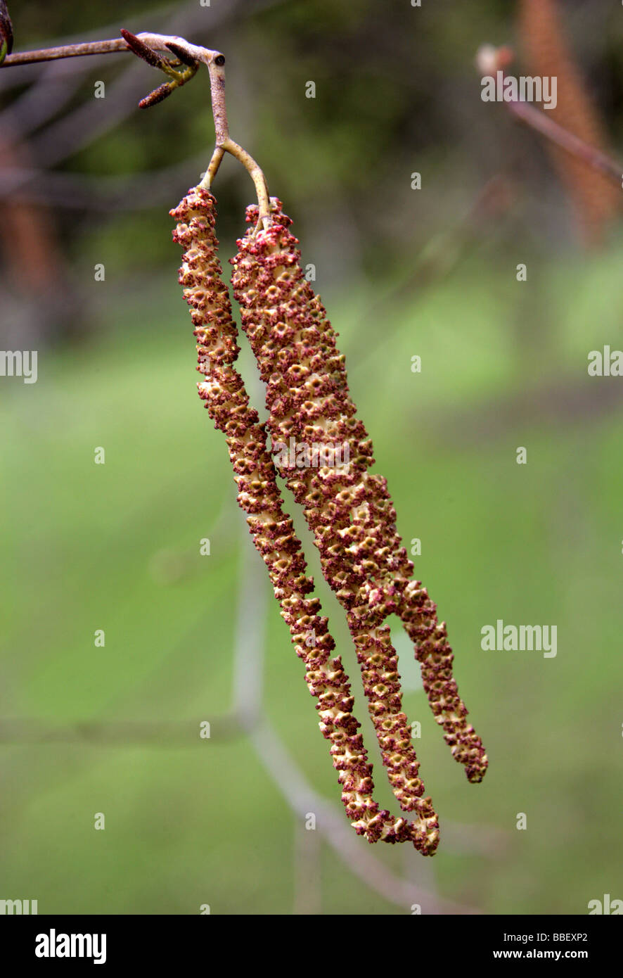Red alder hi-res stock photography and images - Alamy