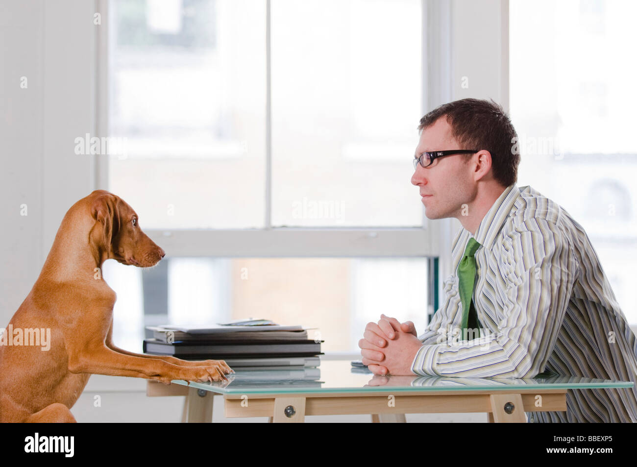Dog in office desk hi-res stock photography and images - Alamy