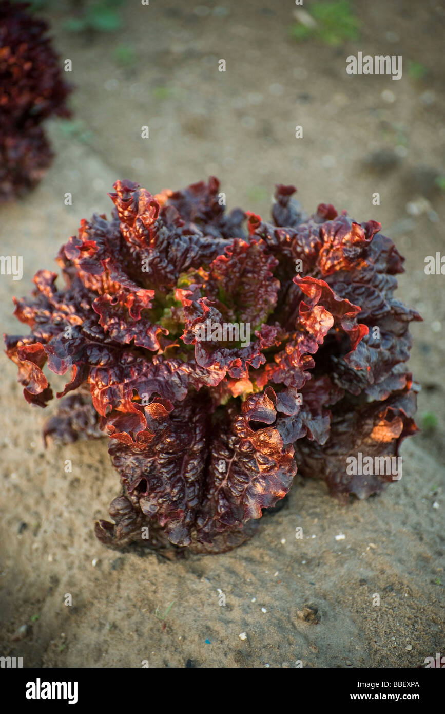 Head of batavia lettuce growing in vegetable garden Stock Photo - Alamy
