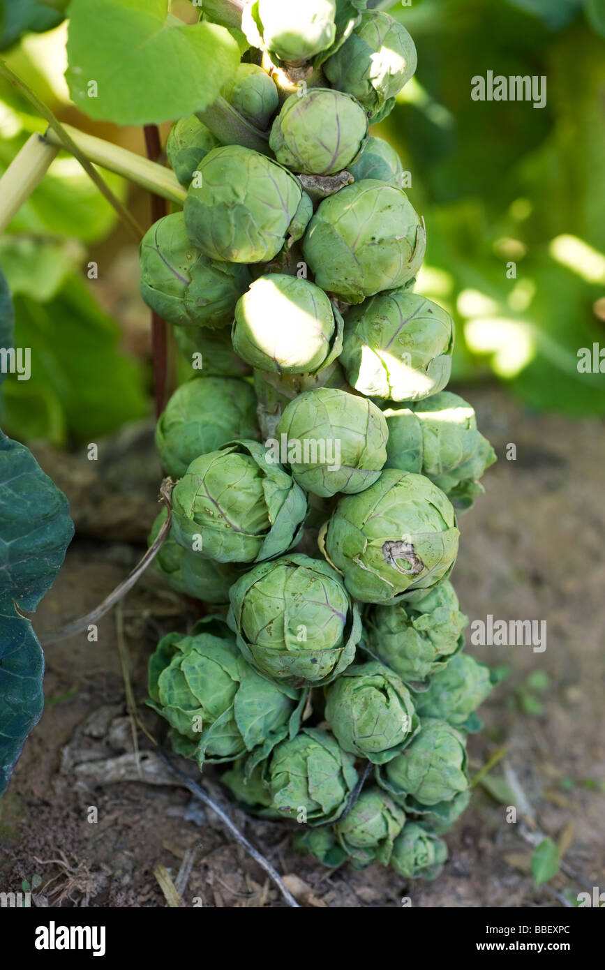 One brussels sprout hi-res stock photography and images - Alamy
