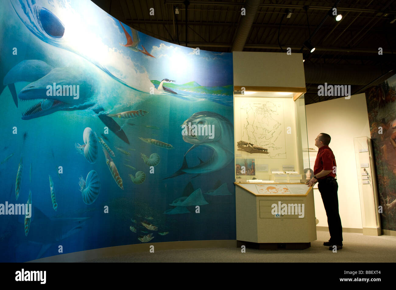 Man looking at a display in the Pembina State Museum, Pembina, North ...