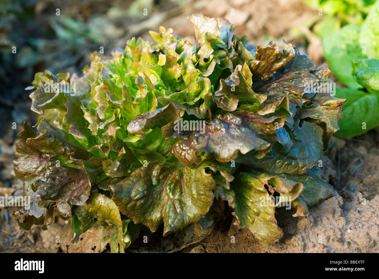 Batavia lettuce growing in vegetable garden Stock Photo - Alamy
